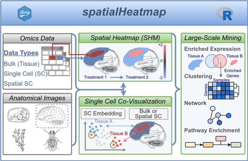 spatialHeatmap