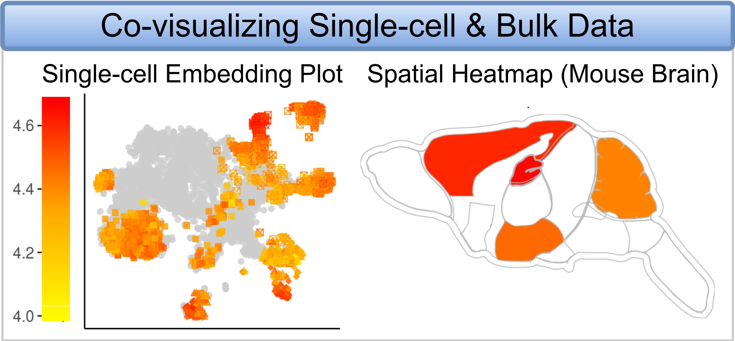 Co-visualizing bulk and single-cell data | spatialHeatmap